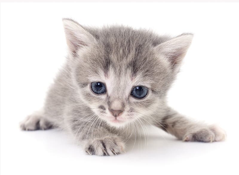 Piccolo gattino grigio fotografia stock. Immagine di mammifero - 98933306
