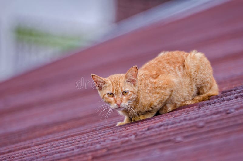 Bello Piccolo Gatto Arancio Sul Tetto Immagine Stock - Immagine di ...