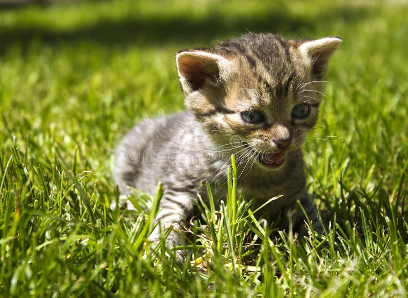Piccolo gatto immagine stock. Immagine di molla, grigio - 31548527