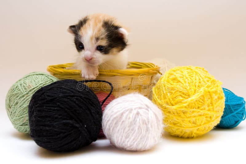 Piccolo gatto immagine stock. Immagine di seduta, bello - 8301743