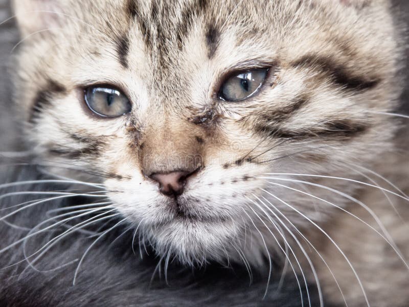 Piccolo gatto 336 fotografia stock. Immagine di occhi - 83322428
