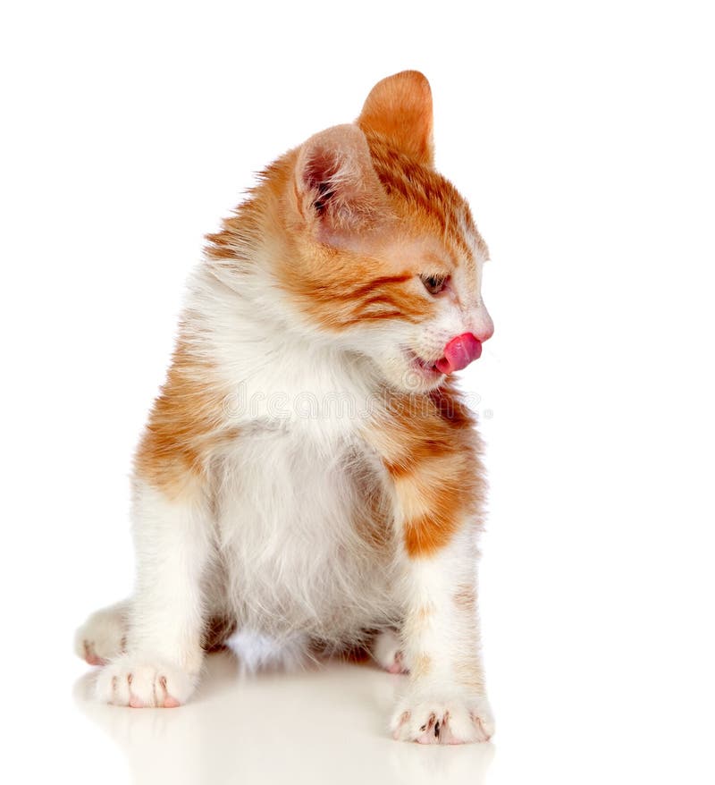 Piccolo gatto adorabile immagine stock. Immagine di nazionale - 25354295