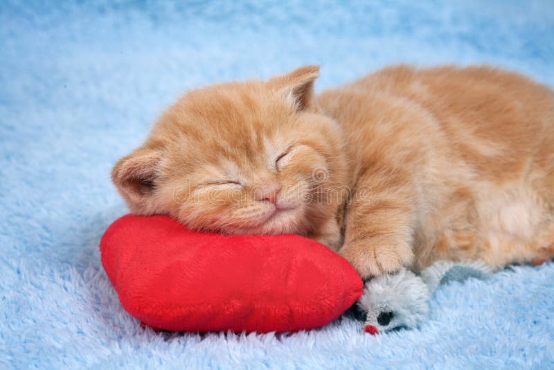 Piccolo Gatto Che Dorme Sul Cuscino Fotografia Stock - Immagine di ...