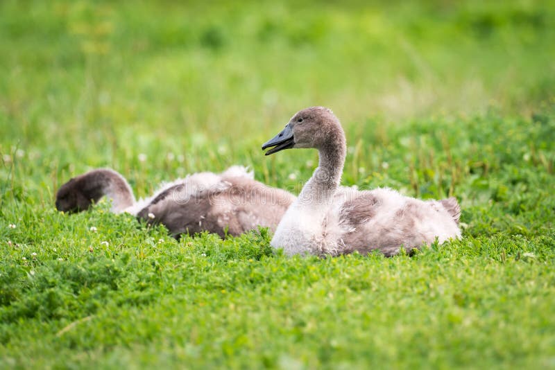 Piccolo Giovane Cigno O Cigno Nell'erba Fotografia Stock - Immagine di ...