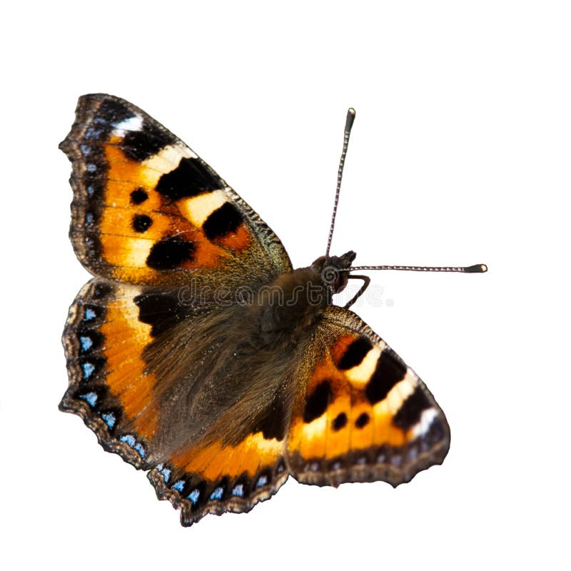 Piccolo Guscio Di Testuggine (urticae Di Aglais) Isolato Fotografia ...