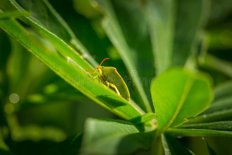 Piccolo Insetto Che Si Siede Sulla Pianta Fotografia Stock - Immagine ...