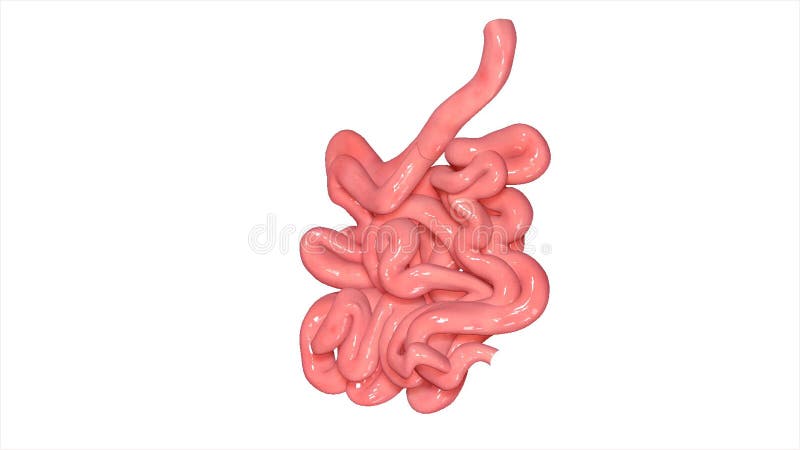 Piccolo intestino stock footage. Video di anatomico, grande - 47531794