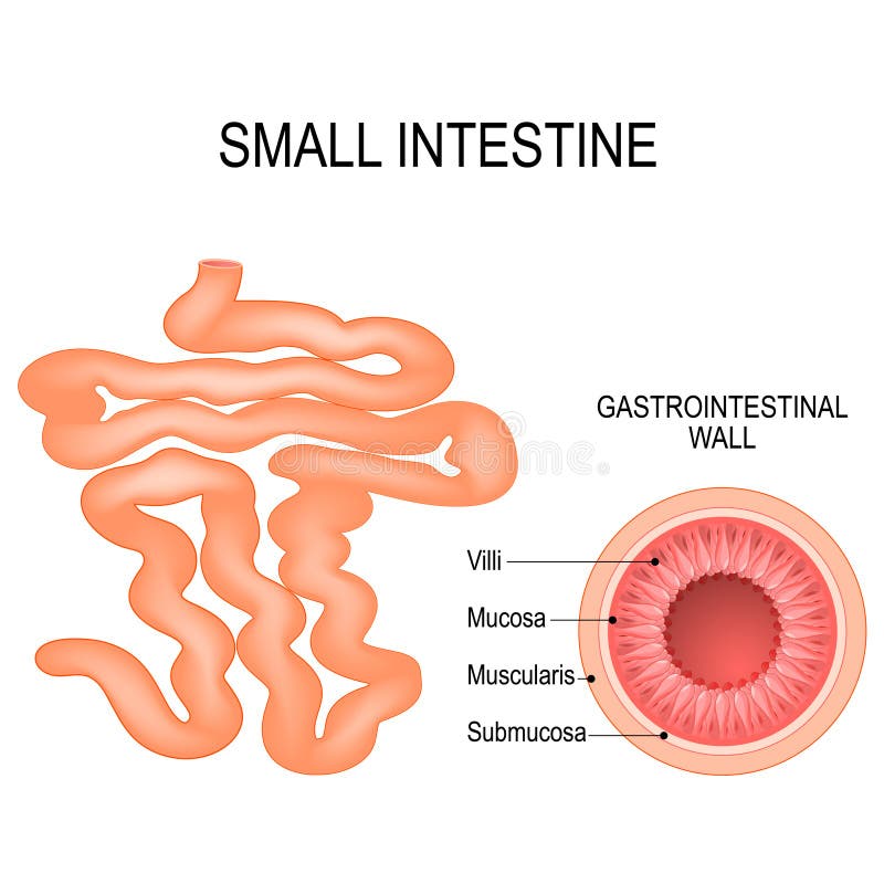 Intestino Tenue, Due Punti E Lente D'ingrandimento Umani Primo Piano Di ...