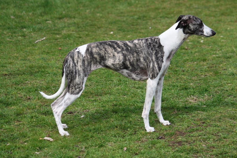 Piccolo Levriero Inglese Diritto Fotografia Stock - Immagine di ...