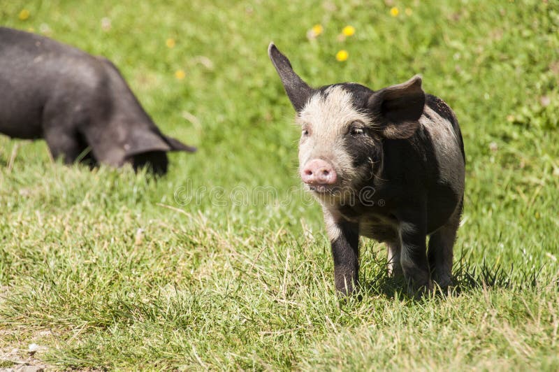 Un Piccolo Maiale (domesticus Di Sus Scrofa) Nell'azienda Agricola ...