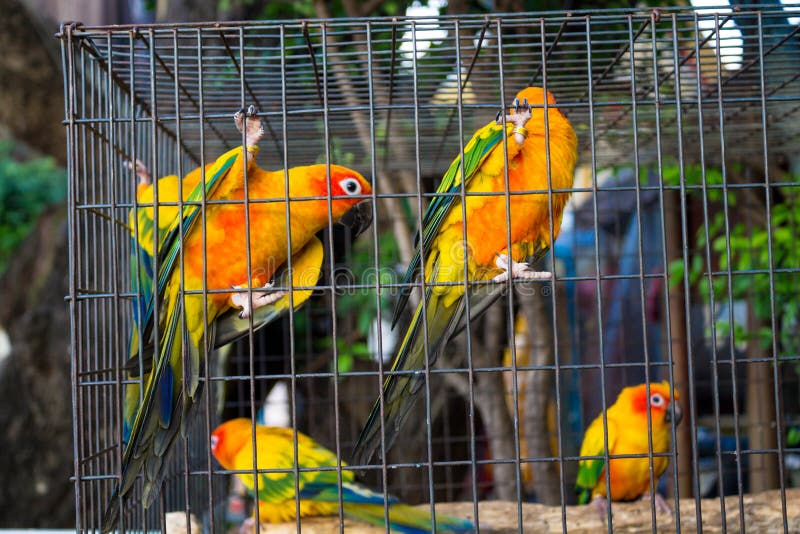 Piccolo Pappagallo Rosso E Verde Giallo Variopinto Nella Gabbia ...
