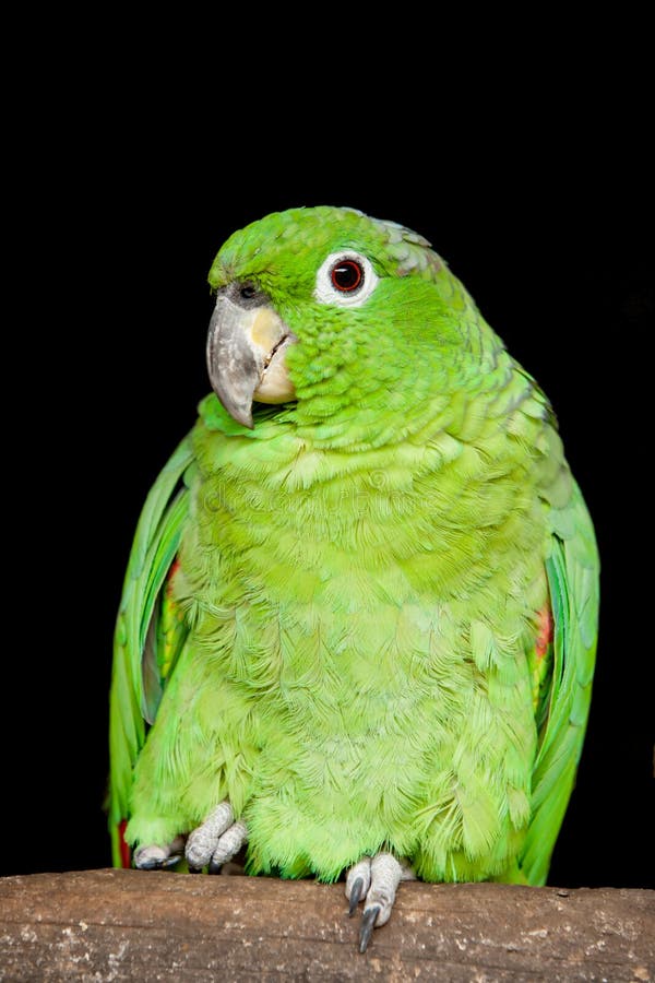 Piccolo pappagallo verde fotografia stock. Immagine di abbastanza ...