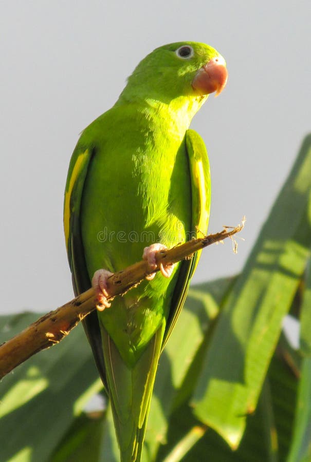 Piccolo pappagallo verde fotografia stock. Immagine di fattura - 92810456