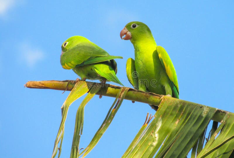 Piccolo Pappagallo Verde Su Un Ramo Della Palma Fotografia Stock ...