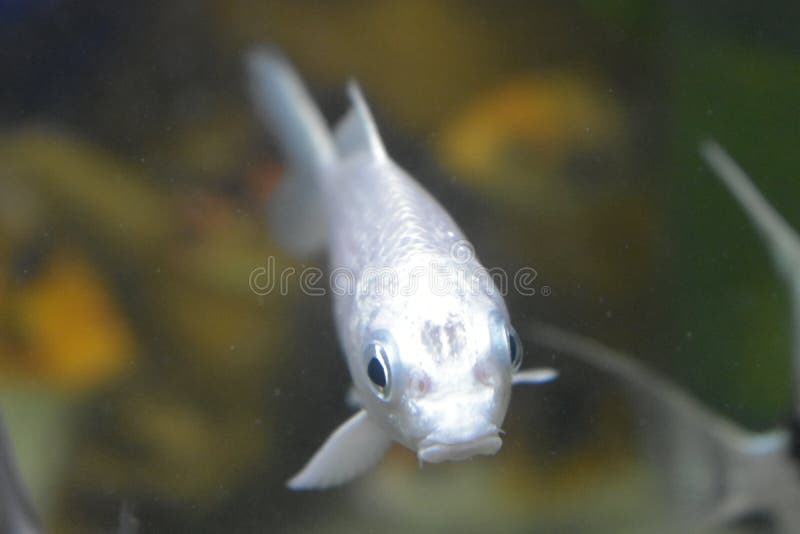 Piccolo Pesce Bianco E Nero Del Vitello Immagine Stock - Immagine di ...