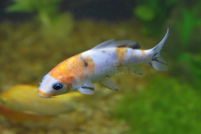 Piccolo Pesce Bianco Ed Arancio Del Vitello Di Colori Immagine Stock ...