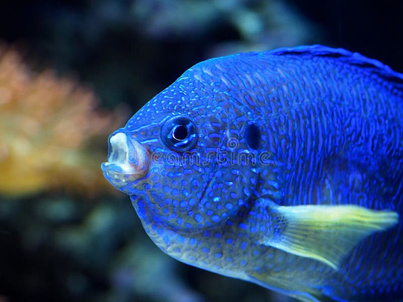 Piccolo Pesce Blu in Acquario Fotografia Stock - Immagine di nuotata ...