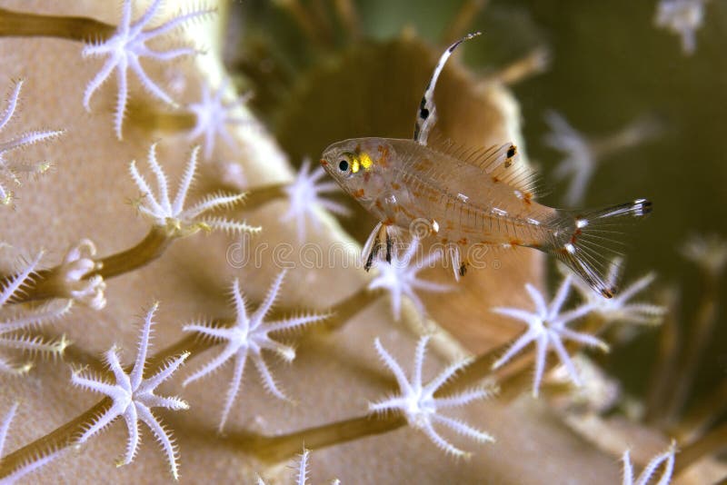 Piccolo Pesce Che Si Nasconde Nel Corallo Immagine Stock - Immagine di ...