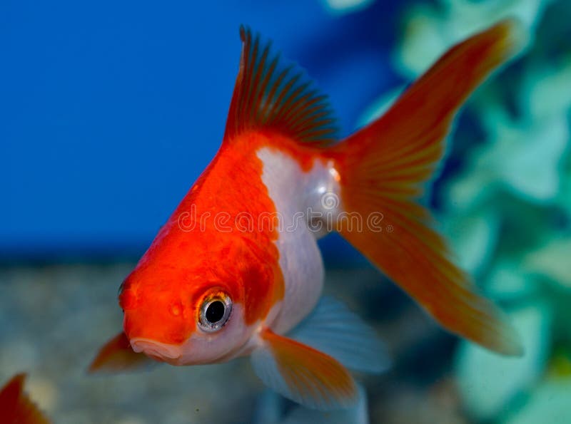 Piccolo Pesce Rosso Rosso E Bianco Di Ryukin Immagine Stock - Immagine ...