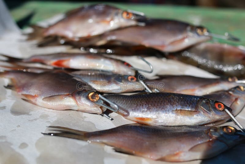 Piccolo pesce sulla tavola fotografia stock. Immagine di pesci - 100478006