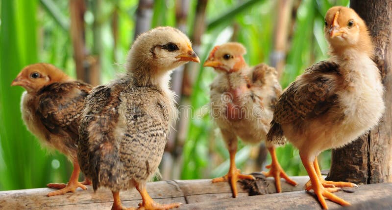 Piccolo pollo fotografia stock. Immagine di pranzo, agronomia - 11236318