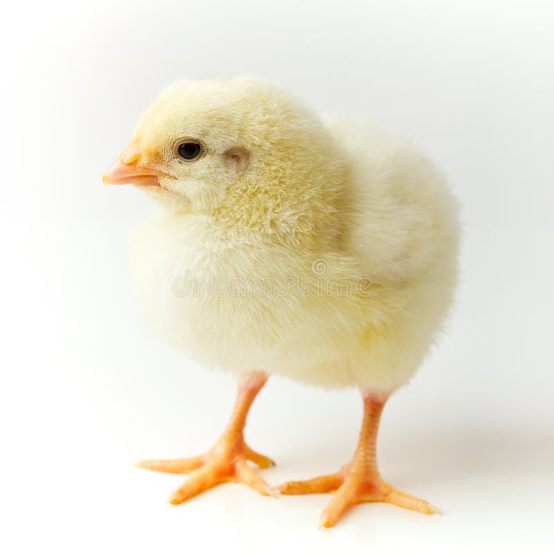 Piccolo pollo fotografia stock. Immagine di colore, carino - 22402726