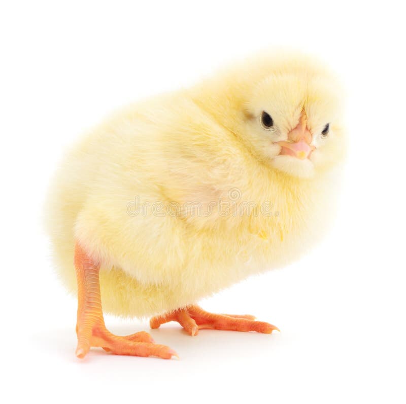Piccolo pollo giallo immagine stock. Immagine di uccello - 80573523