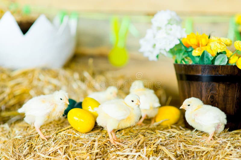 Piccolo Pollo Giallo Su Fieno Immagine Stock - Immagine di pulcino ...