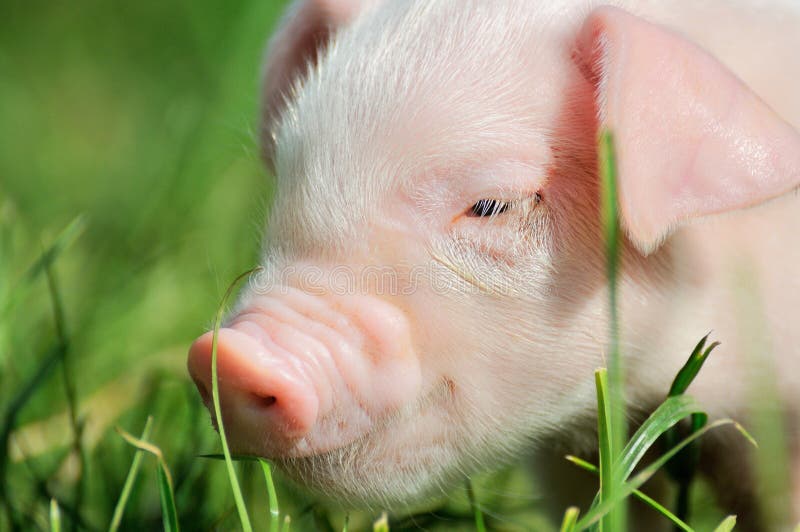 Piccolo Porcellino Su Un'erba Fotografia Stock - Immagine di campo ...