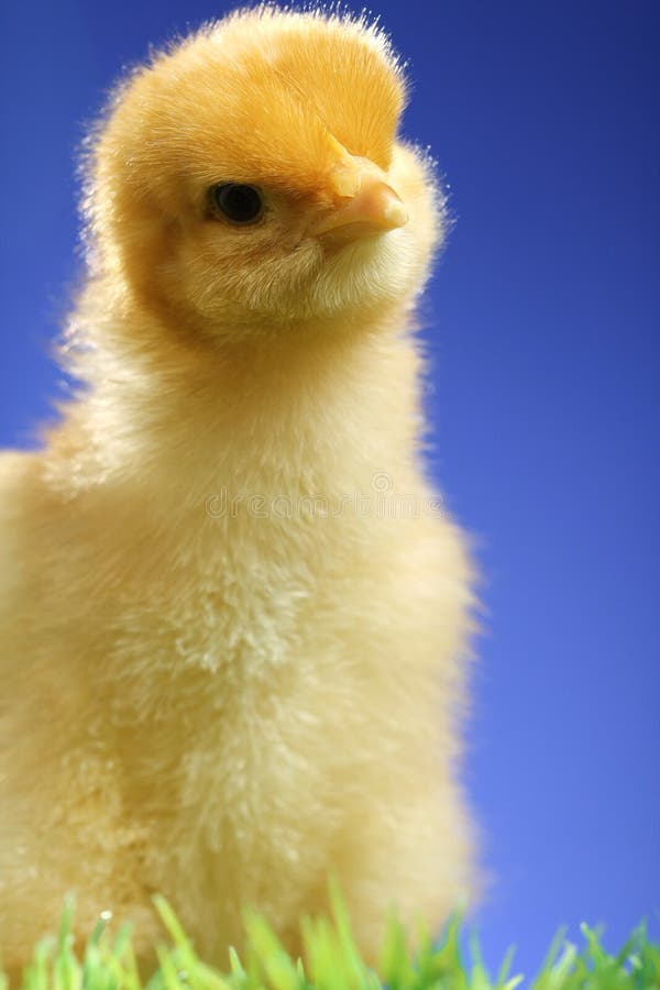 Pulcino Giallo Sul Primo Piano I Dell'erba Verde Fotografia Stock ...