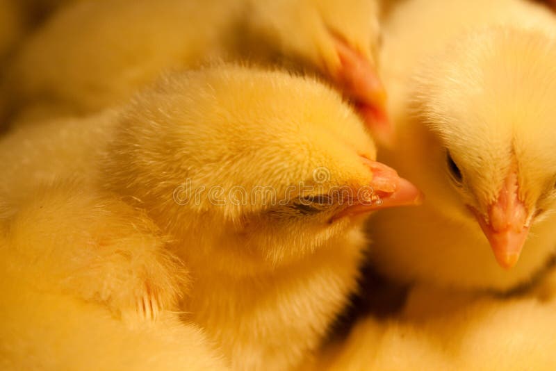 Pulcino giallo appena nato fotografia stock. Immagine di isolato - 84558696
