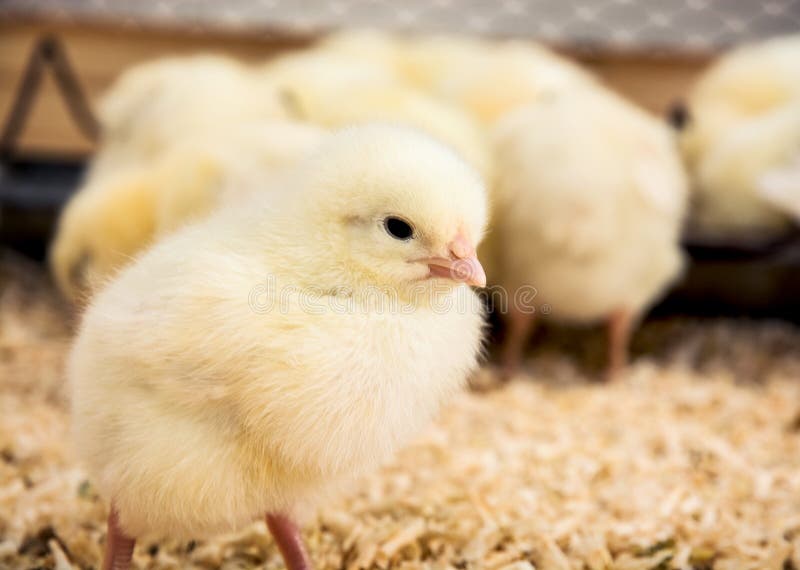 Piccolo sonno del pulcino fotografia stock. Immagine di pollo - 9958978