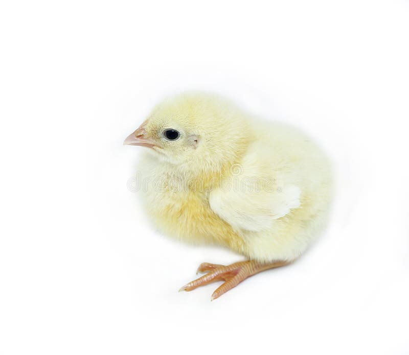 Piccolo Pulcino Giallo Degli Uccellini Implumi in Un Contenitore Di ...