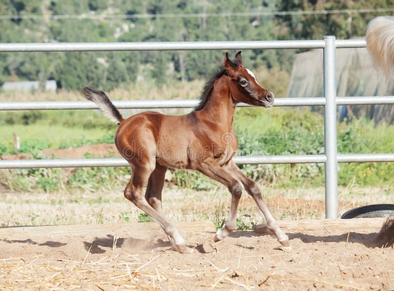 Piccolo Puledro Arabo Corrente Con La Mamma Fotografia Stock - Immagine ...