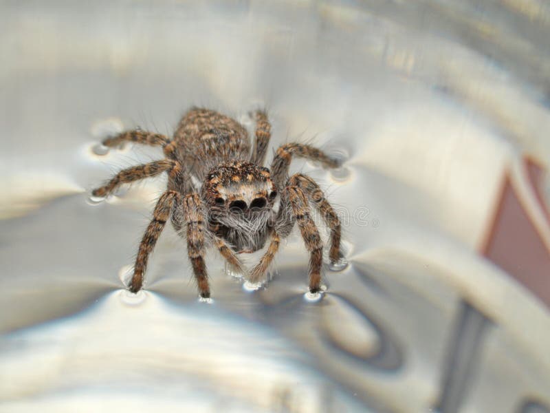 Il Piccolo Ragno Si Siede Su Un Fiore E Mangia Una Mosca Comune Dello ...