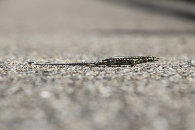 Piccolo Rettile Sulla Ghiaia Immagine. Immagine: 89441792