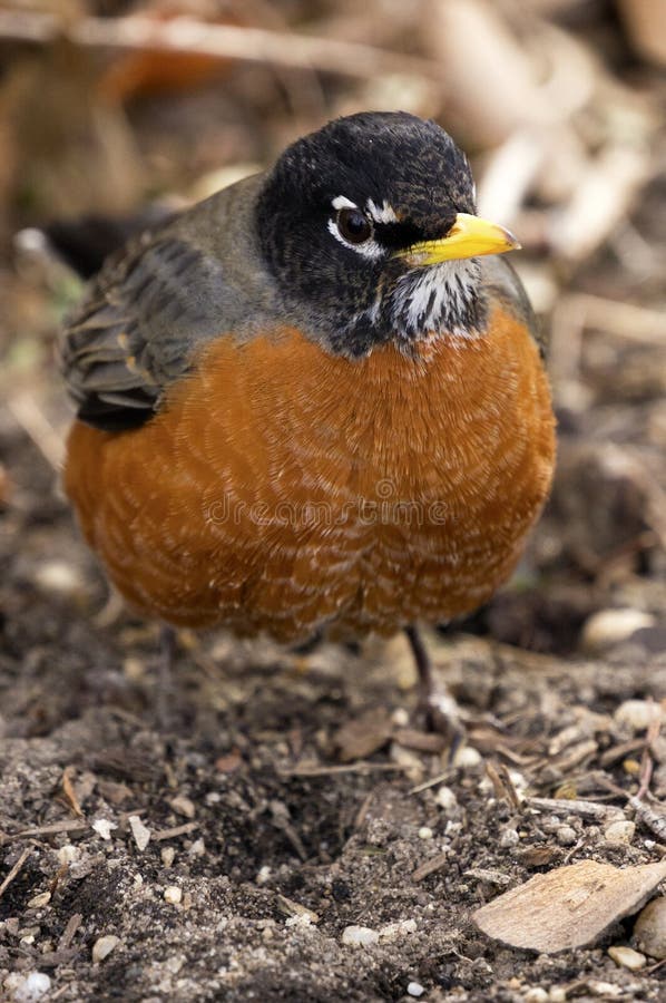 Piccolo Robin Red Breast American Robin Fotografia Stock - Immagine di ...