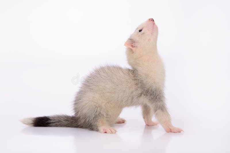 Piccolo roditore animale fotografia stock. Immagine di divertente ...