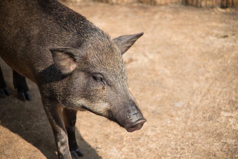 Il Piccolo Verro Mangia Le Mele Immagine Stock - Immagine di sporcizia ...