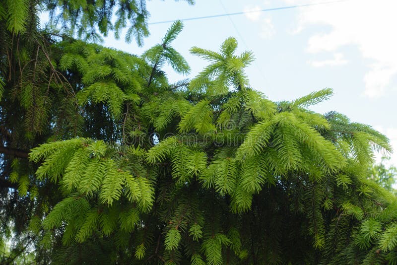 Picea Abies with Fresh Foliage Stock Image - Image of perennial ...