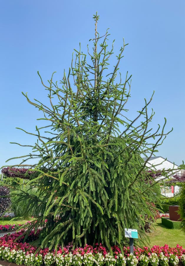 Picea abies L. H stock image. Image of leaf, wild, outdoor - 250961395