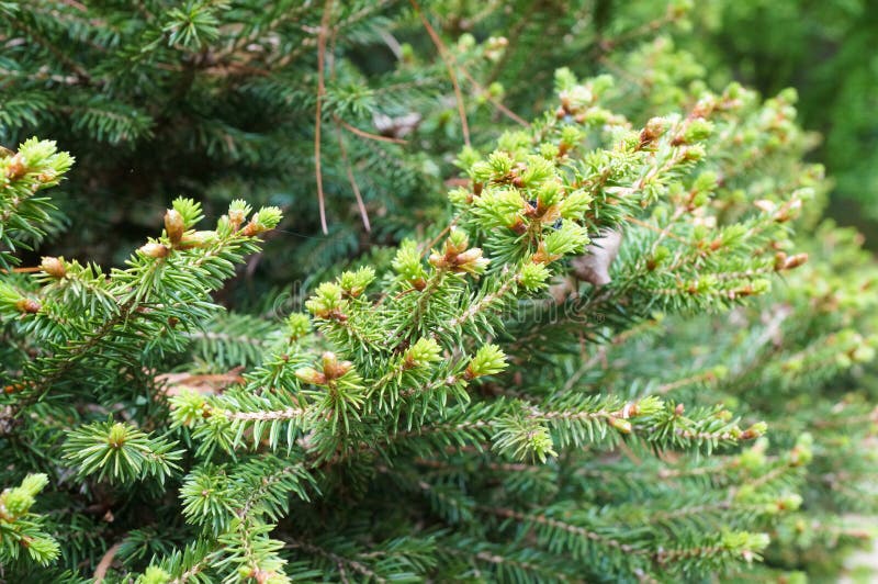 Picea Abies pine tree stock image. Image of pine, abies - 183092027