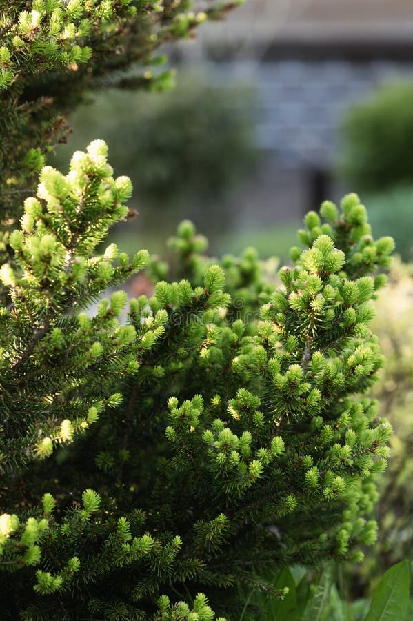 Picea Abies Pusch with New Fresh Buds Growing in Spring Stock Photo ...