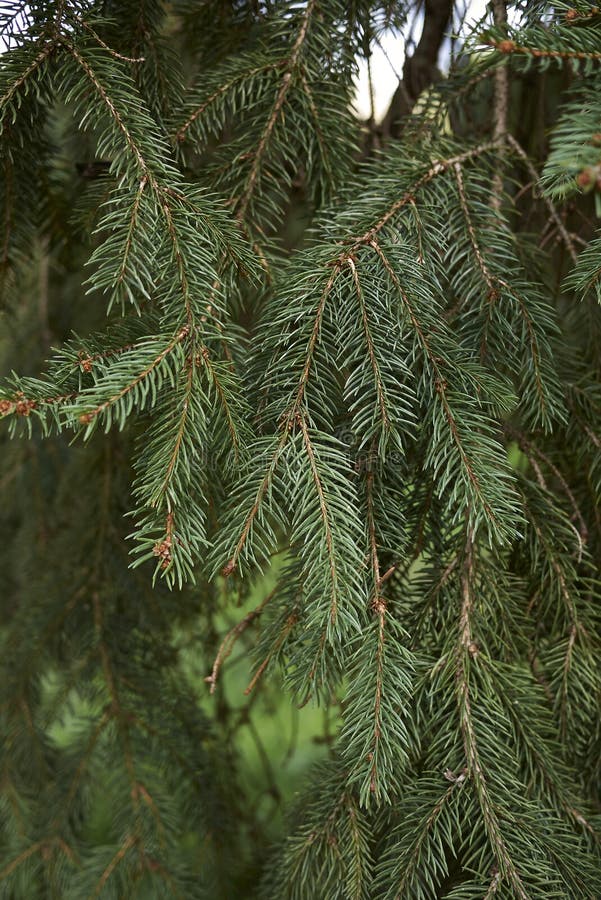Picea abies tree close up stock image. Image of norway - 199041353