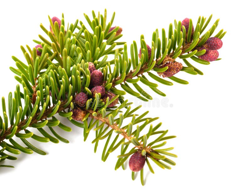 Picea Branch with Pinecones Stock Image - Image of white, flora: 296591891