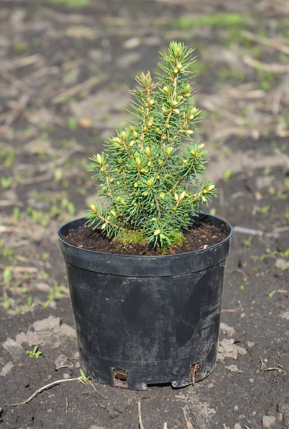 Picea Glauca Conica Sapling Growing in the Pot Stock Image - Image of ...
