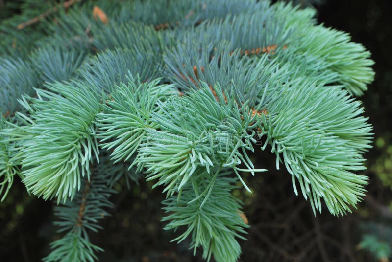 Picea Pungens - Blauwe Sparren Stock Foto - Image of altijdgroen ...