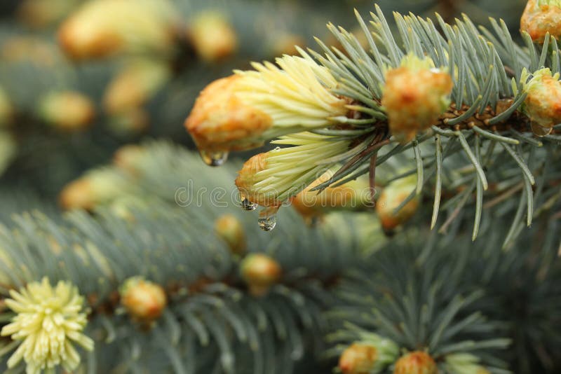 Picea pungens stock photo. Image of park, blooming, fresh - 193851190