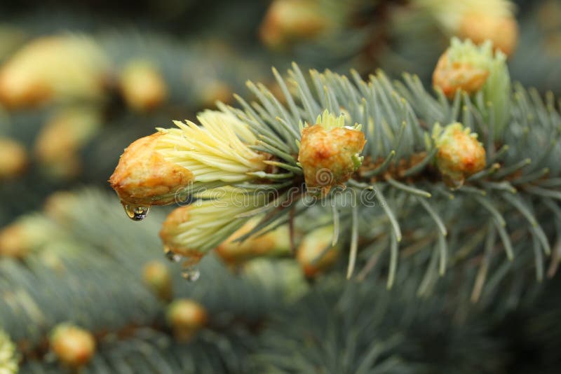 Picea pungens stock foto. Image of kleur, groei, macro - 193851204