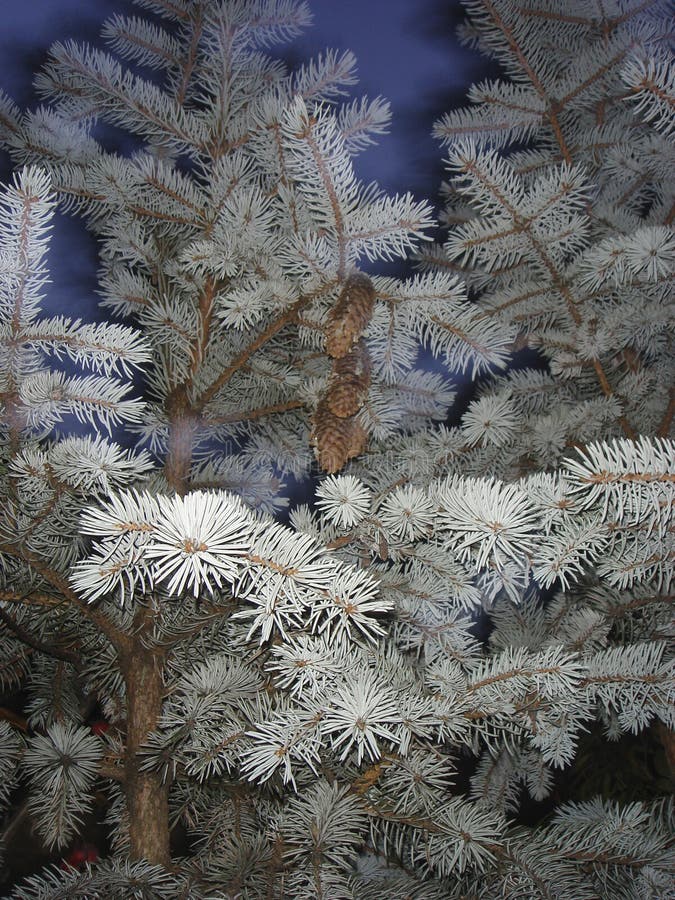 Picea pungens close up stock photo. Image of flora, background - 179409978